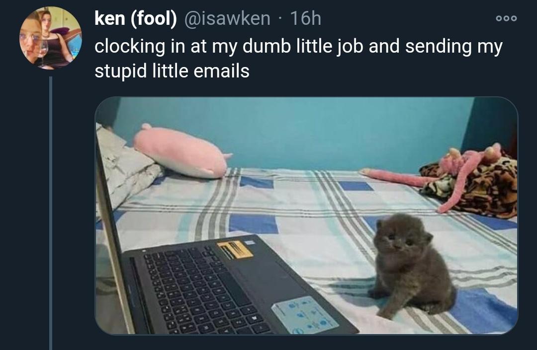 how the email found me | Cats | Know Your Meme