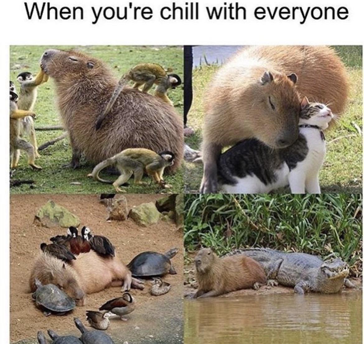 Overly social capybara | /r/wholesomememes | Capybaras | Know Your Meme