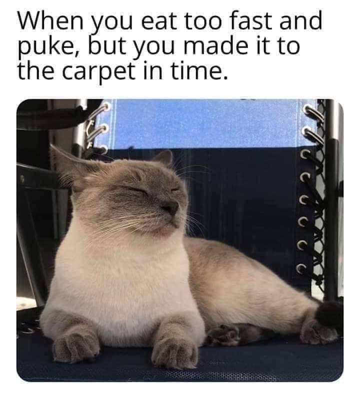 mission accomplished | Cats | Know Your Meme