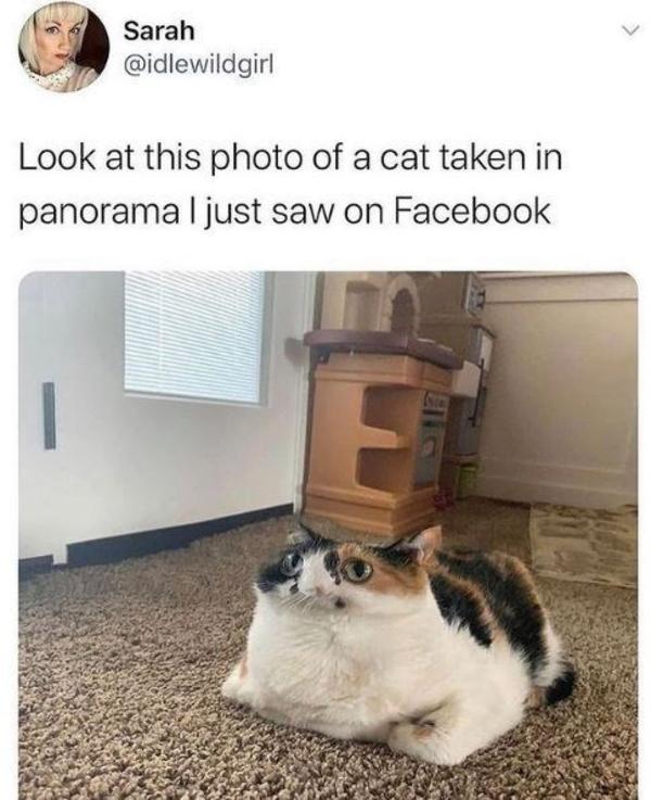 squashedcat.jpg | Cats | Know Your Meme