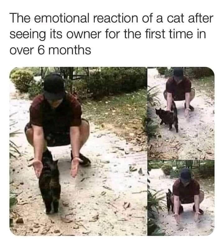 so emotional | Cats | Know Your Meme