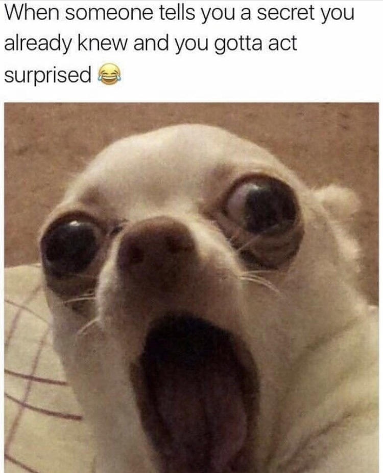 Oh my WORD! | Dogs | Know Your Meme