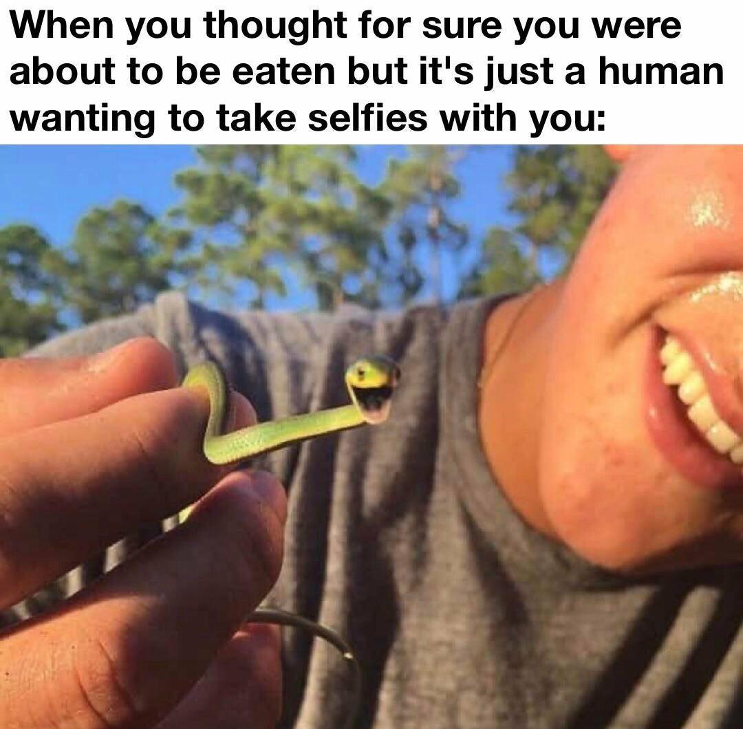 Happy little snake | /r/wholesomememes | Wholesome Memes | Know Your Meme