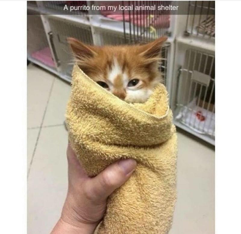 I'll get ten to takeaway please | Cats | Know Your Meme