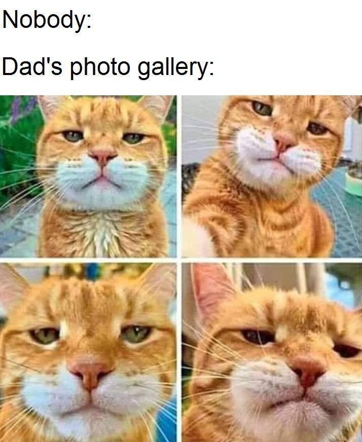 Always from the same angle | Cats | Know Your Meme