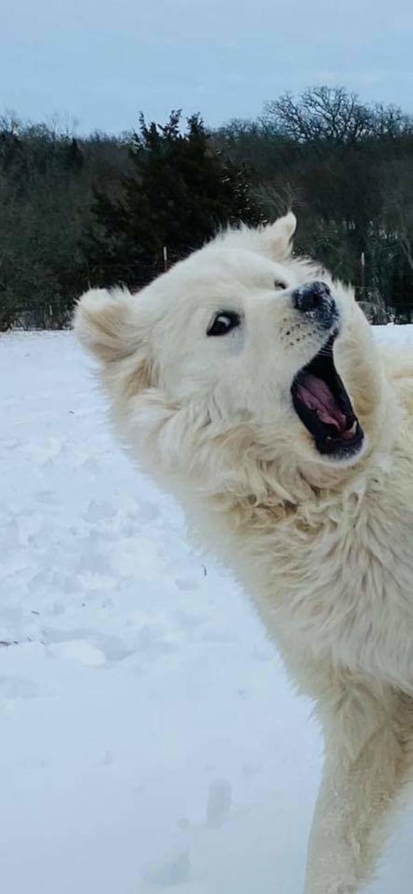 Invest in Incredulous Great Pyrenees in the snow | /r/MemeEconomy ...