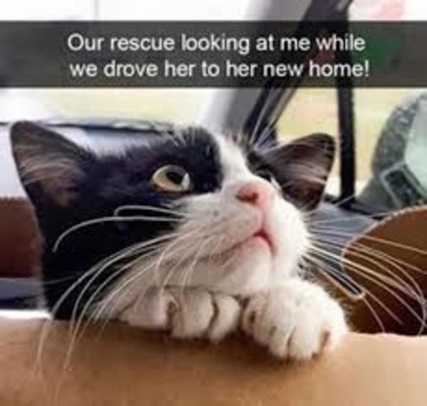 Blessed_Rescue | Blessed Image | Know Your Meme