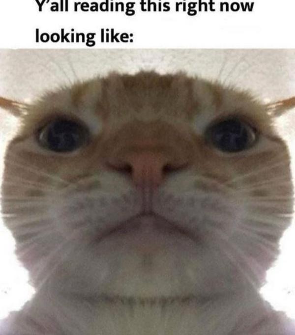 Like every dad ever | Cats | Know Your Meme