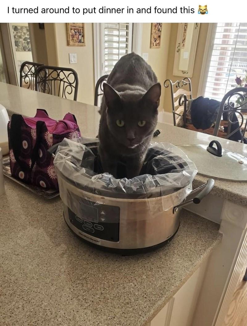 Make mi dinner | Cats | Know Your Meme