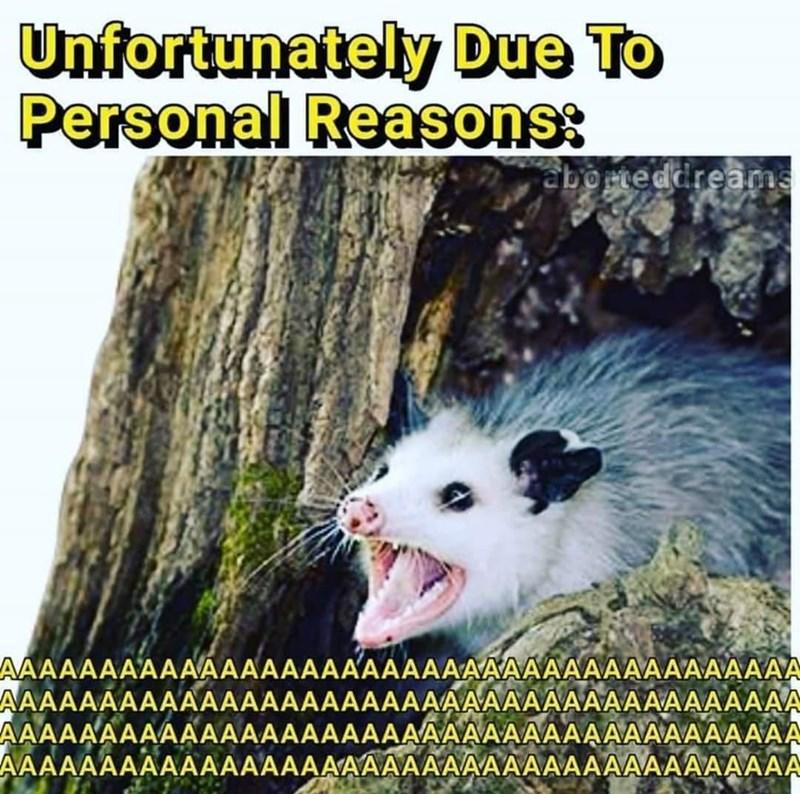 Therefore, I will never come back to work | Possums | Know Your Meme