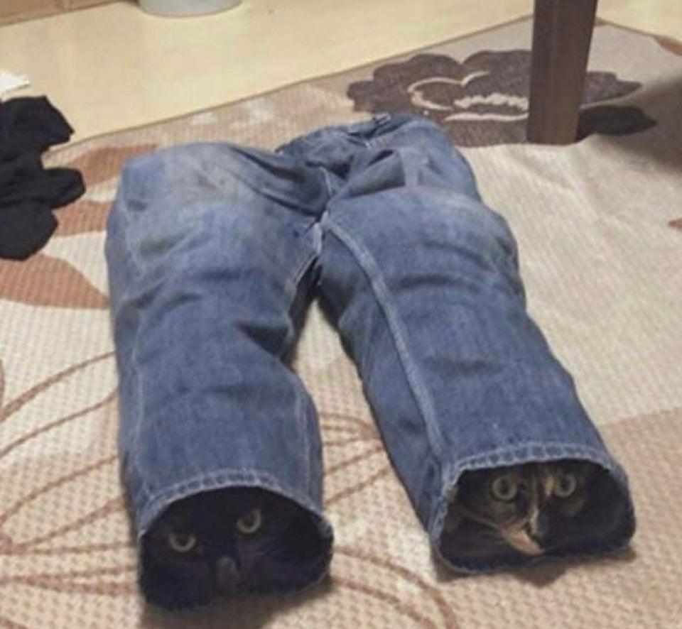 Why Laundry Is Harder With Cats | Cats | Know Your Meme