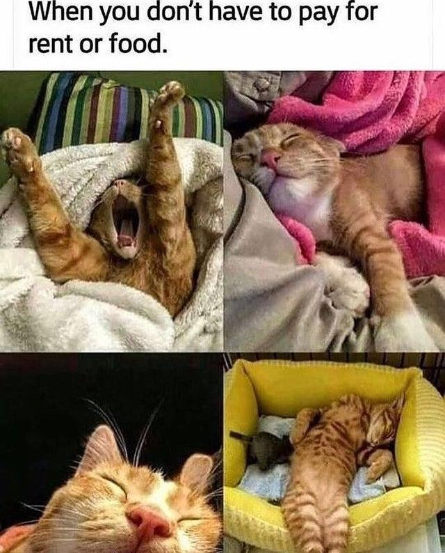 Freeloaders | Cats | Know Your Meme