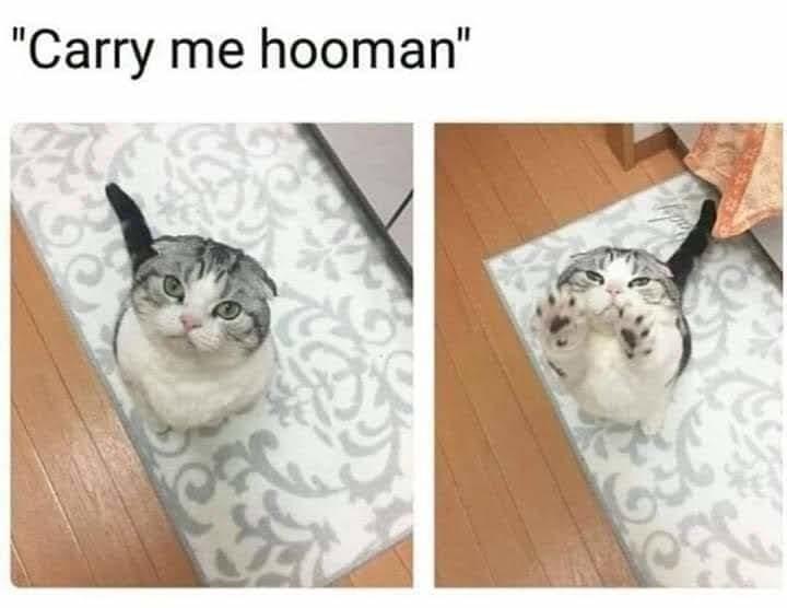 Free Rides | Cats | Know Your Meme