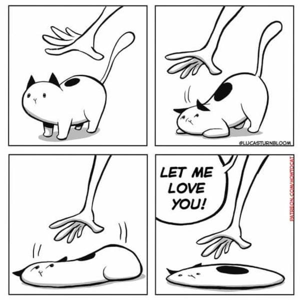 Look But Don't Touch | Cats | Know Your Meme