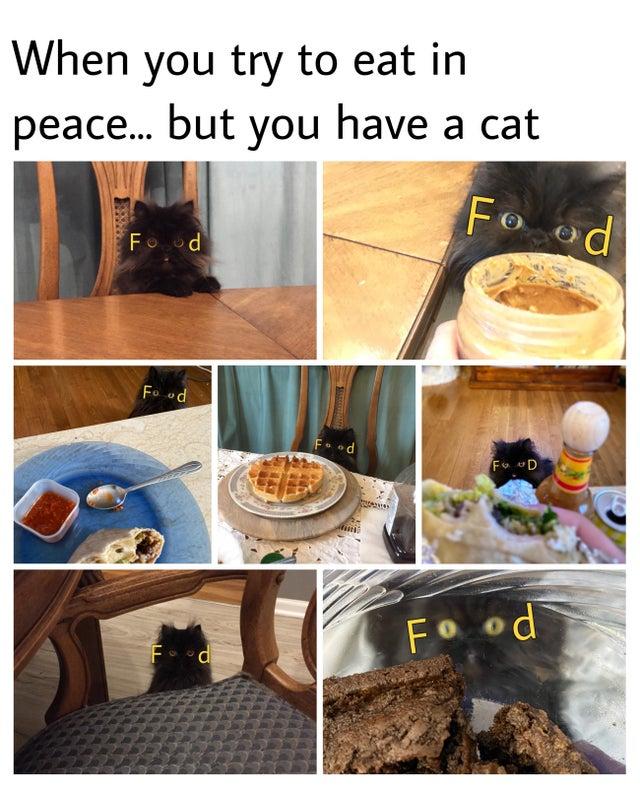 Food | Cats | Know Your Meme