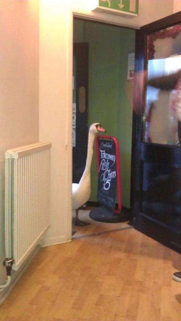 Swan in a restaurant | Animals | Know Your Meme