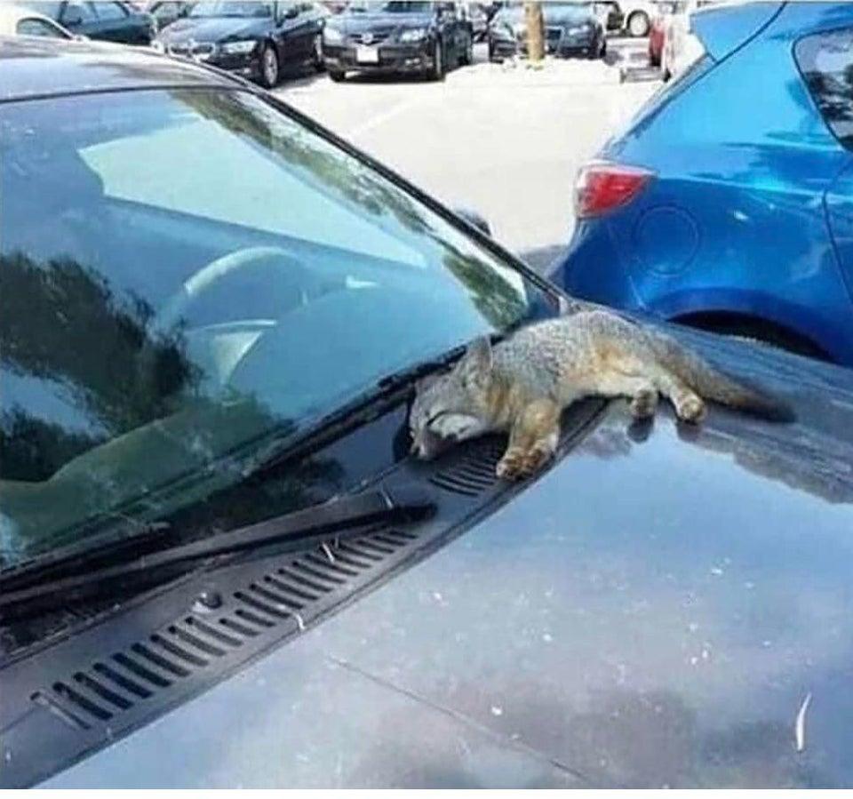 Baby Fox Sleeping | Animals | Know Your Meme