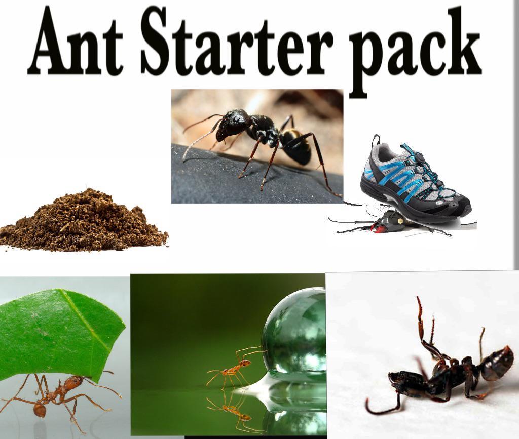 Ant starter pack | /r/starterpacks | Starter Packs | Know Your Meme