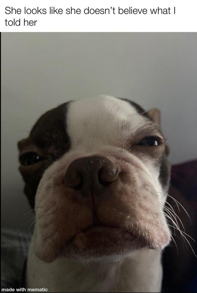 Disbelief | Dogs | Know Your Meme