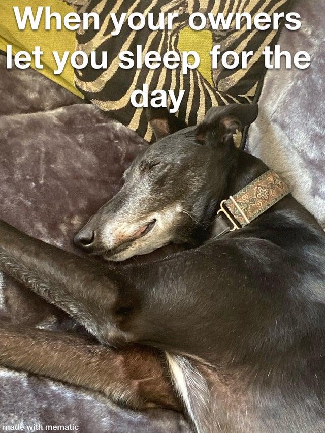 Staying Well-Rested | Dogs | Know Your Meme