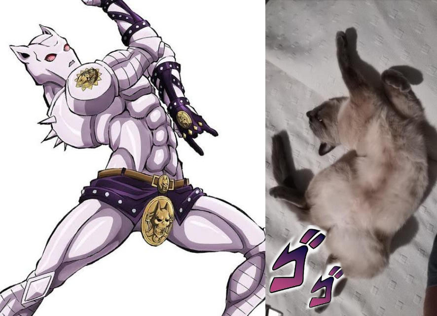 My cat's pose kinda reminded me of certain stand | /r/ShitPostCrusaders ...