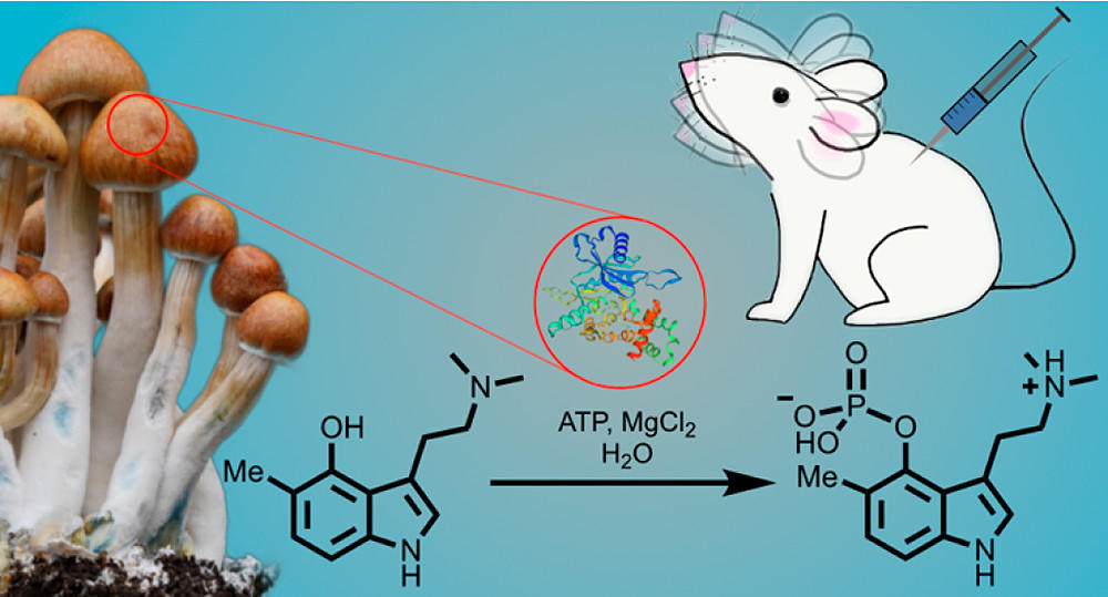 how to tell if your mouse is tripping balls | Science Diagrams That Look Like Shitposts | Know ...