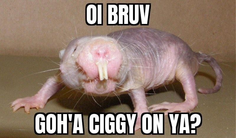 i'm chuffed | British People / Bri'ish | Know Your Meme