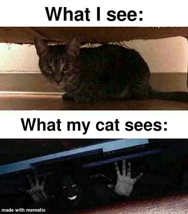 horrifying | Cats | Know Your Meme