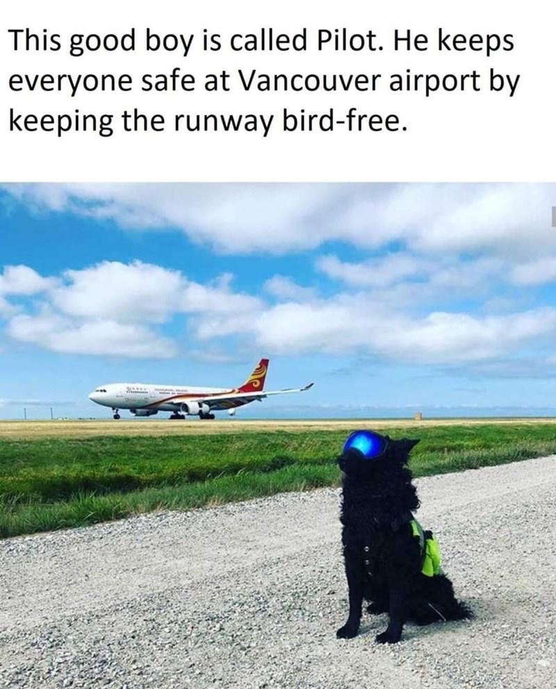 I trust this pilot | Dogs | Know Your Meme