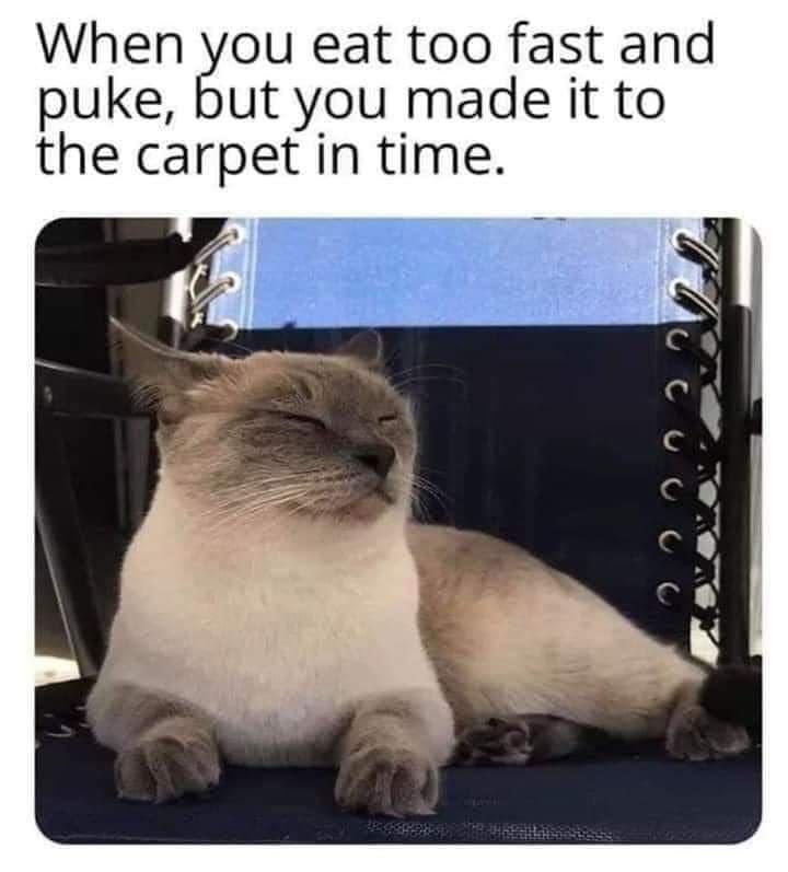 True feline talent | Cats | Know Your Meme