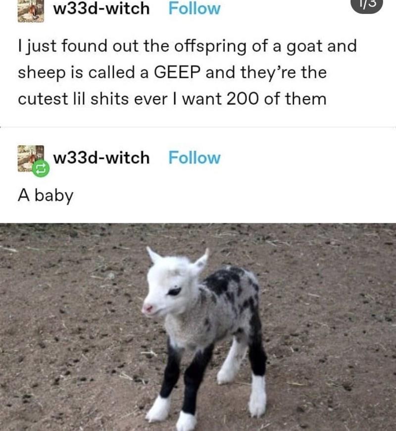 geep | Goats | Know Your Meme