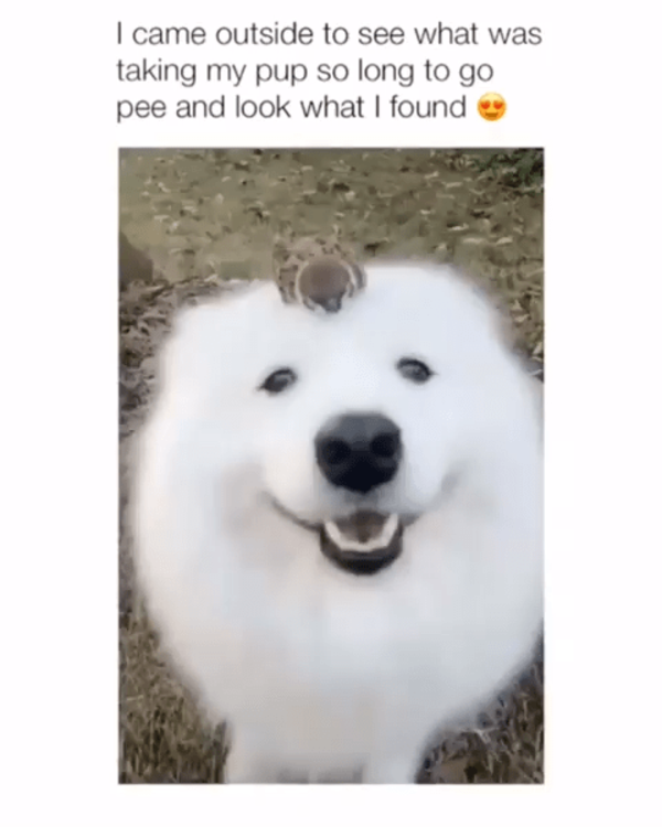 looks like a bird? | Shoob | Know Your Meme