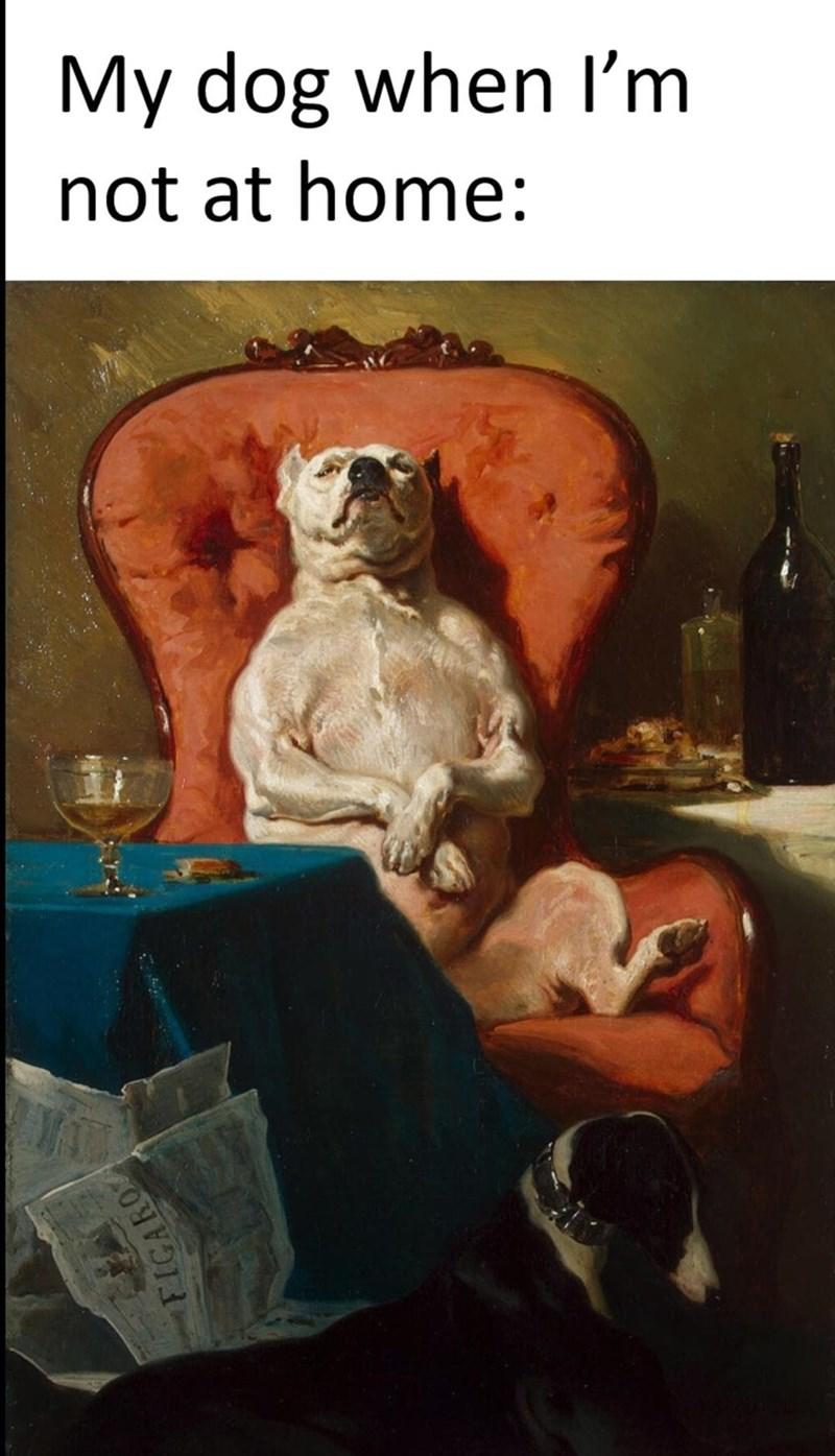 Living the life | Dogs | Know Your Meme