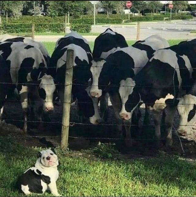 Blursed_Cow | Cursed Images | Know Your Meme