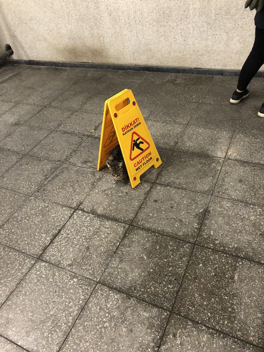 Trip Hazard | Cats | Know Your Meme