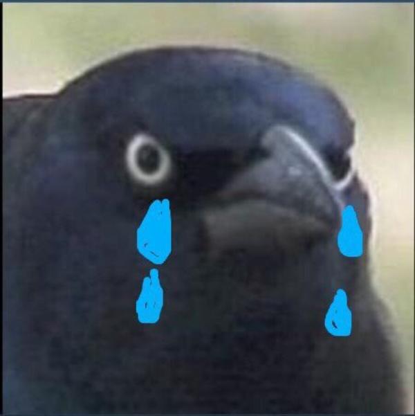 Crow of judgment and crying | Crow of Judgement | Know Your Meme