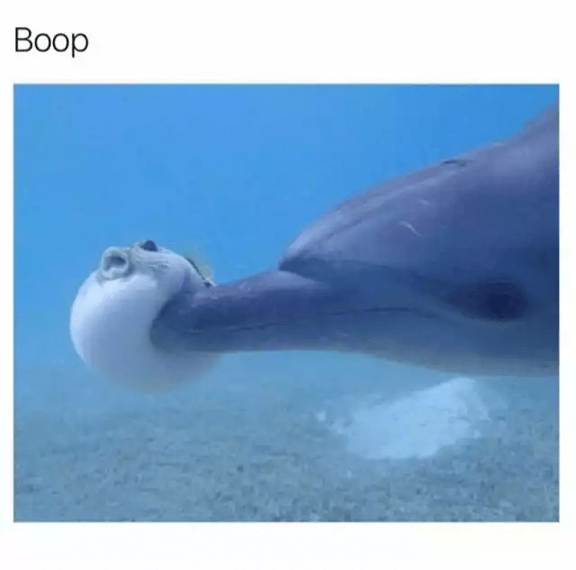 I heard enough about dolphins to be wary of this picture | Boop | Know ...