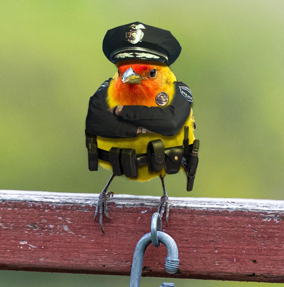 The Officer | Birds with Arms | Know Your Meme