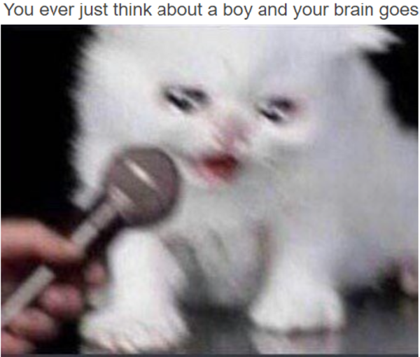 boys | Cat Crying Into Microphone | Know Your Meme