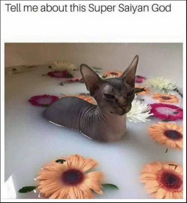 Destruction God | Cats | Know Your Meme