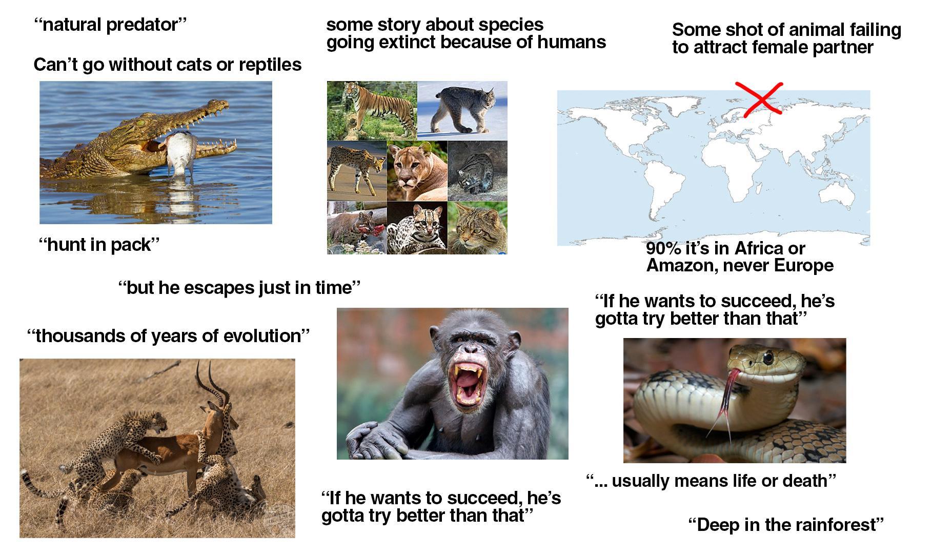 Animal documentary starter pack | /r/starterpacks | Starter Packs ...