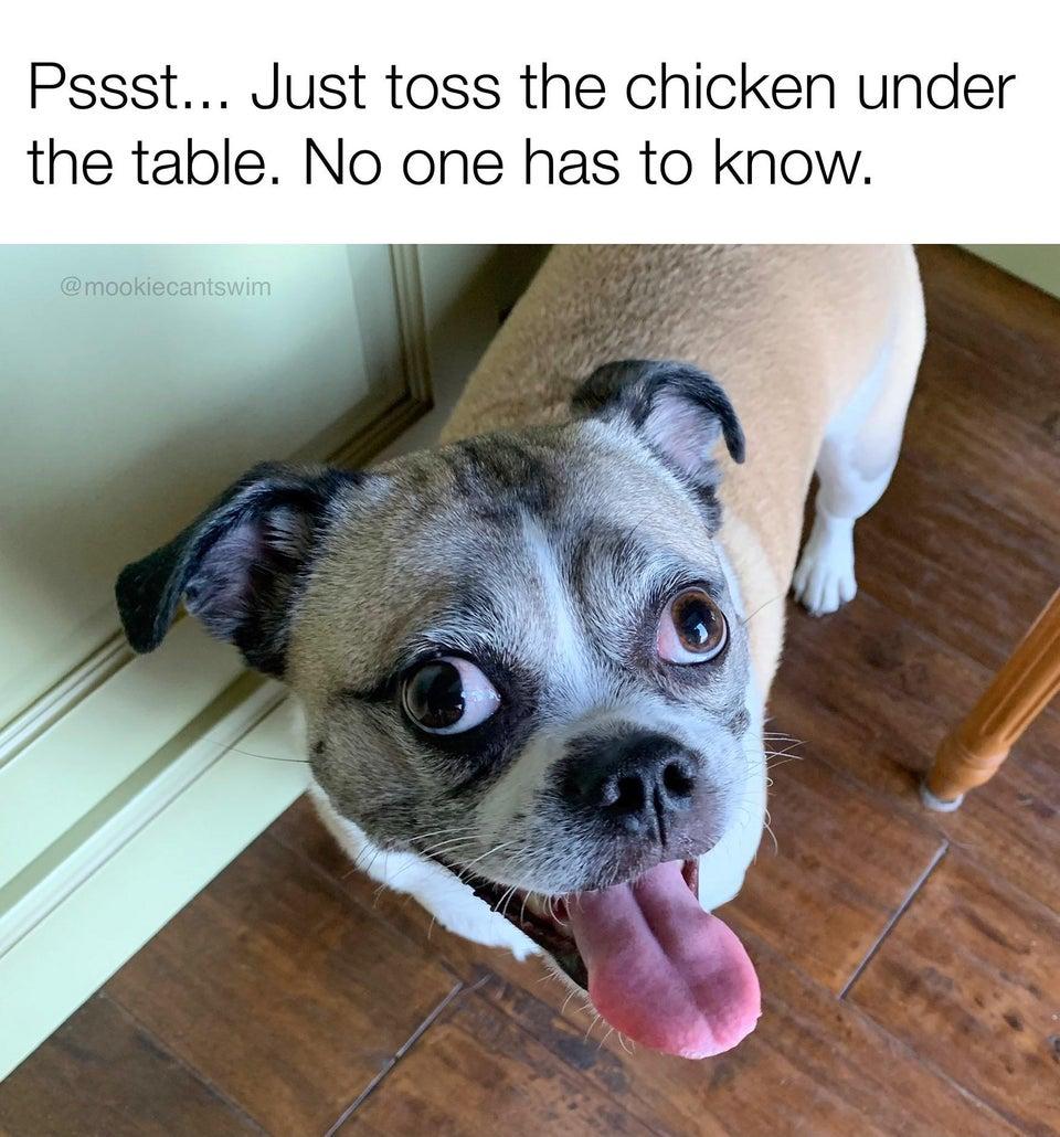 It's Our Secret | Dogs | Know Your Meme