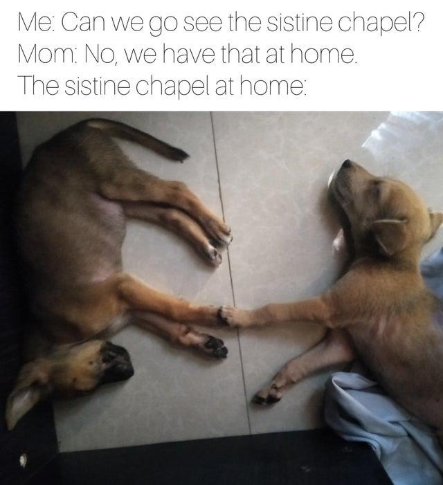Sistine Chapel | Dogs | Know Your Meme