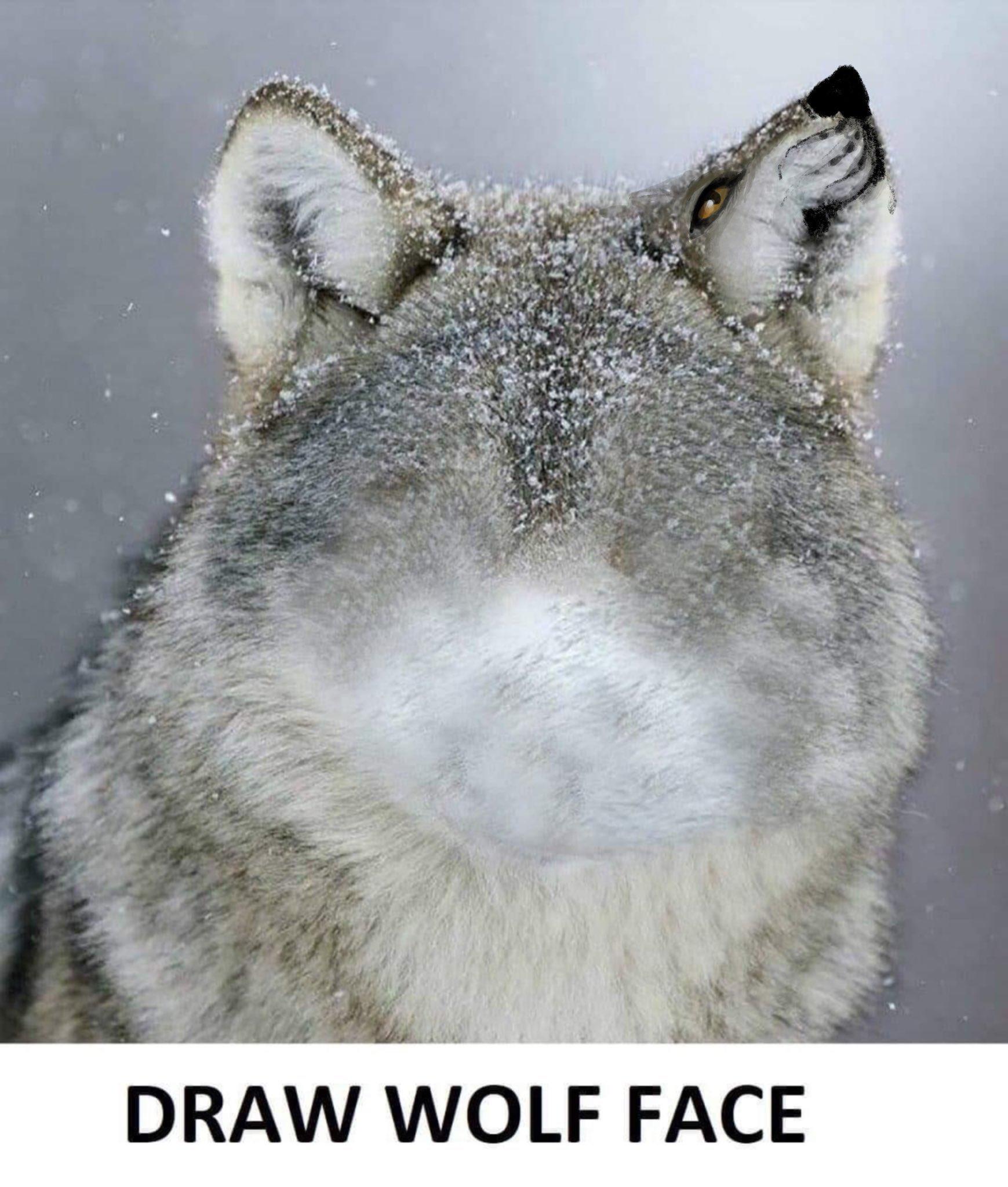 I did it. by Razzy_Lee | Draw Wolf Face | Know Your Meme