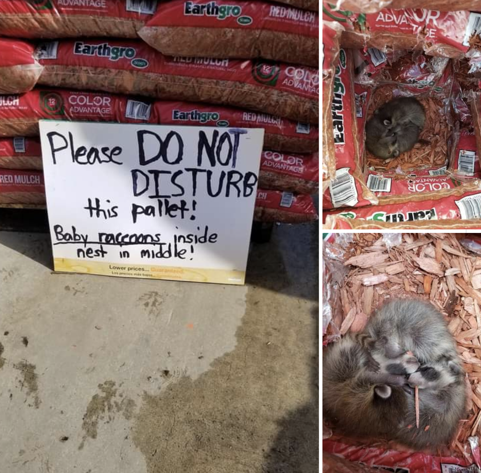 A Nest | Know Your Meme