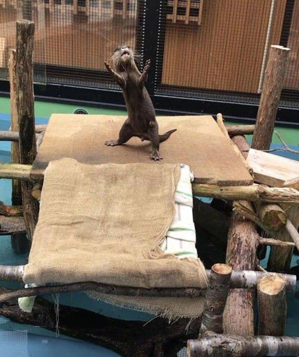 Delivering a Monologue | Animals | Know Your Meme