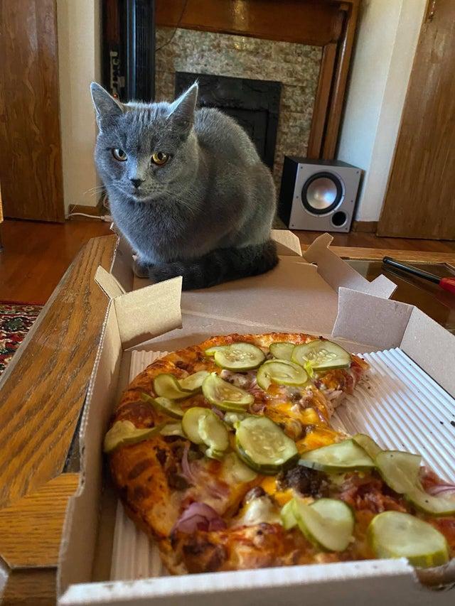 Even the Cat Rejected It | Pizza Crimes | Know Your Meme