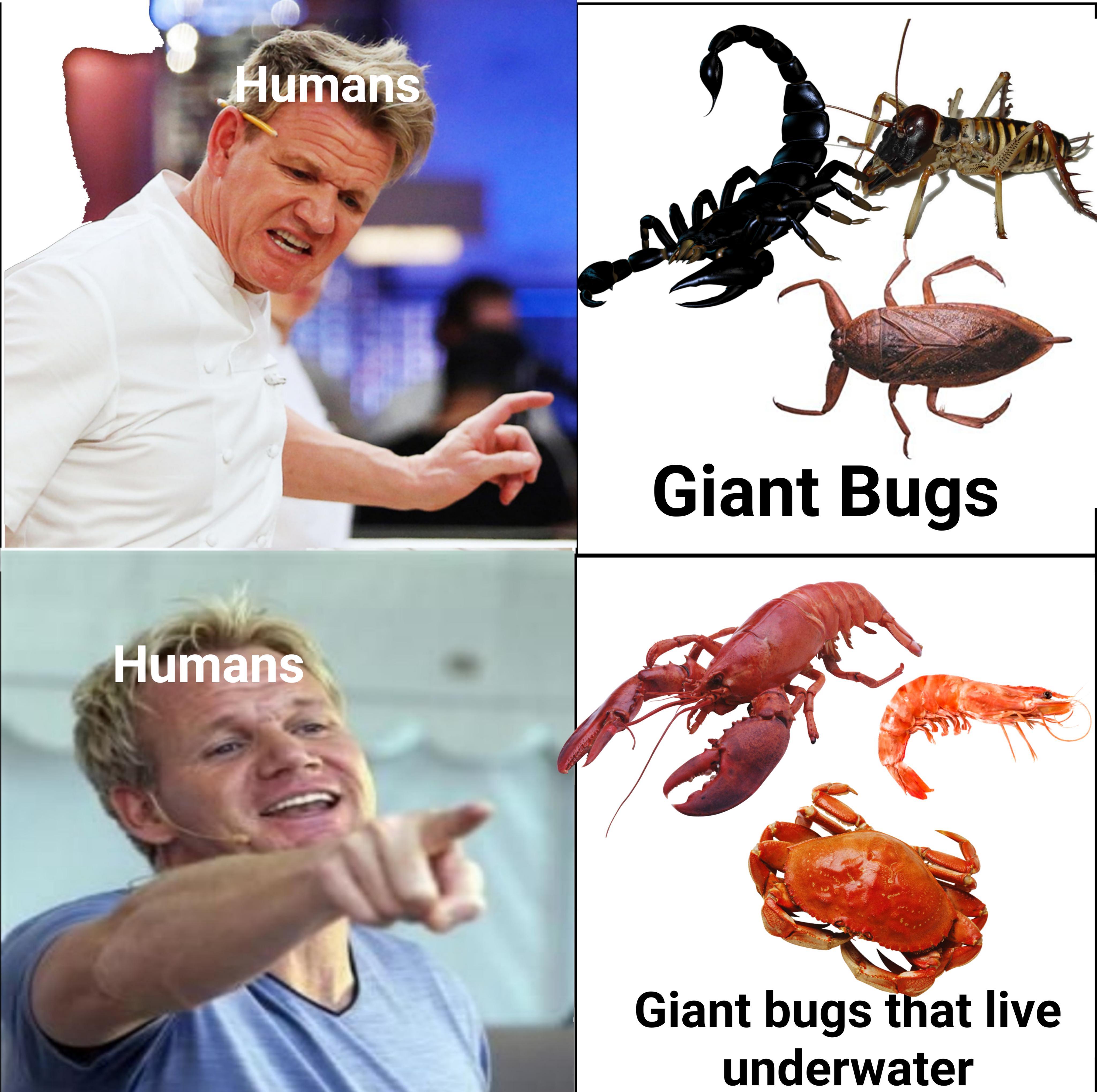 Crustaceans: the only arthropods nobody "nopes" at the sight of ...