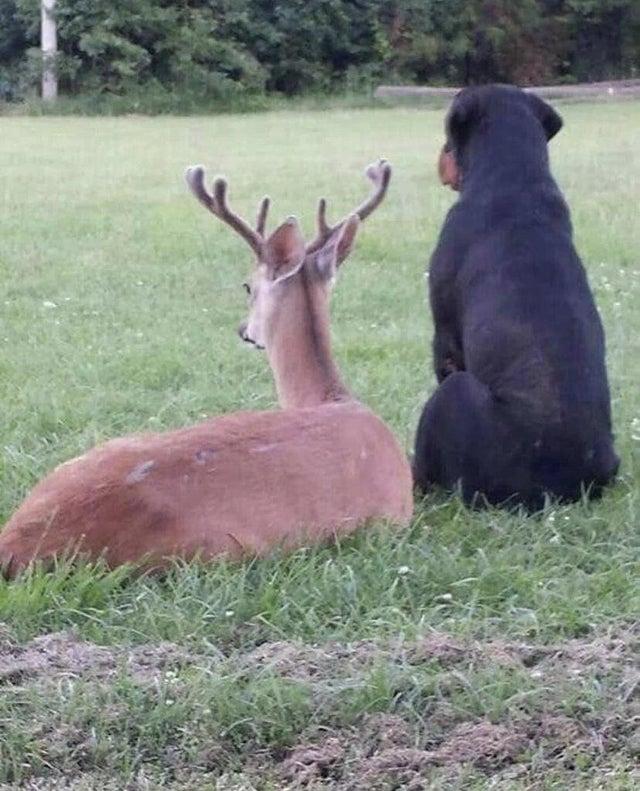 Just Two Dogs | /r/Hmmm | Know Your Meme