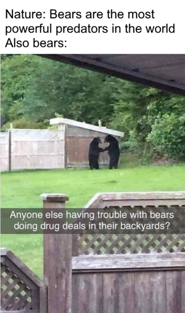 bears | Snapchat | Know Your Meme